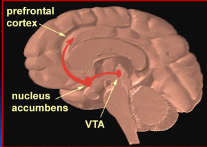 Unwiring & Rewiring Your Brain: Sensitization and Hypofrontality