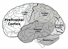 Unwiring & Rewiring Your Brain: Sensitization and Hypofrontality